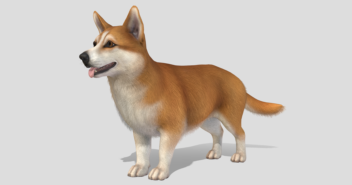 Dog - Corgi | 3D Animals | Unity Asset Store