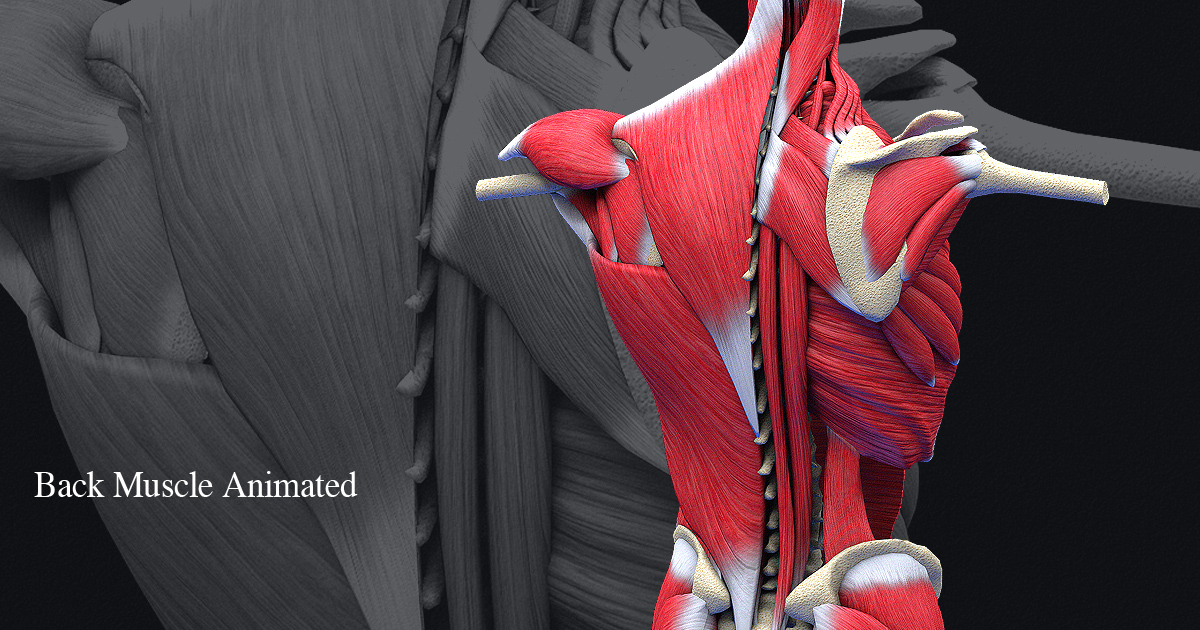 Back Muscles Animated | 3D Characters | Unity Asset Store