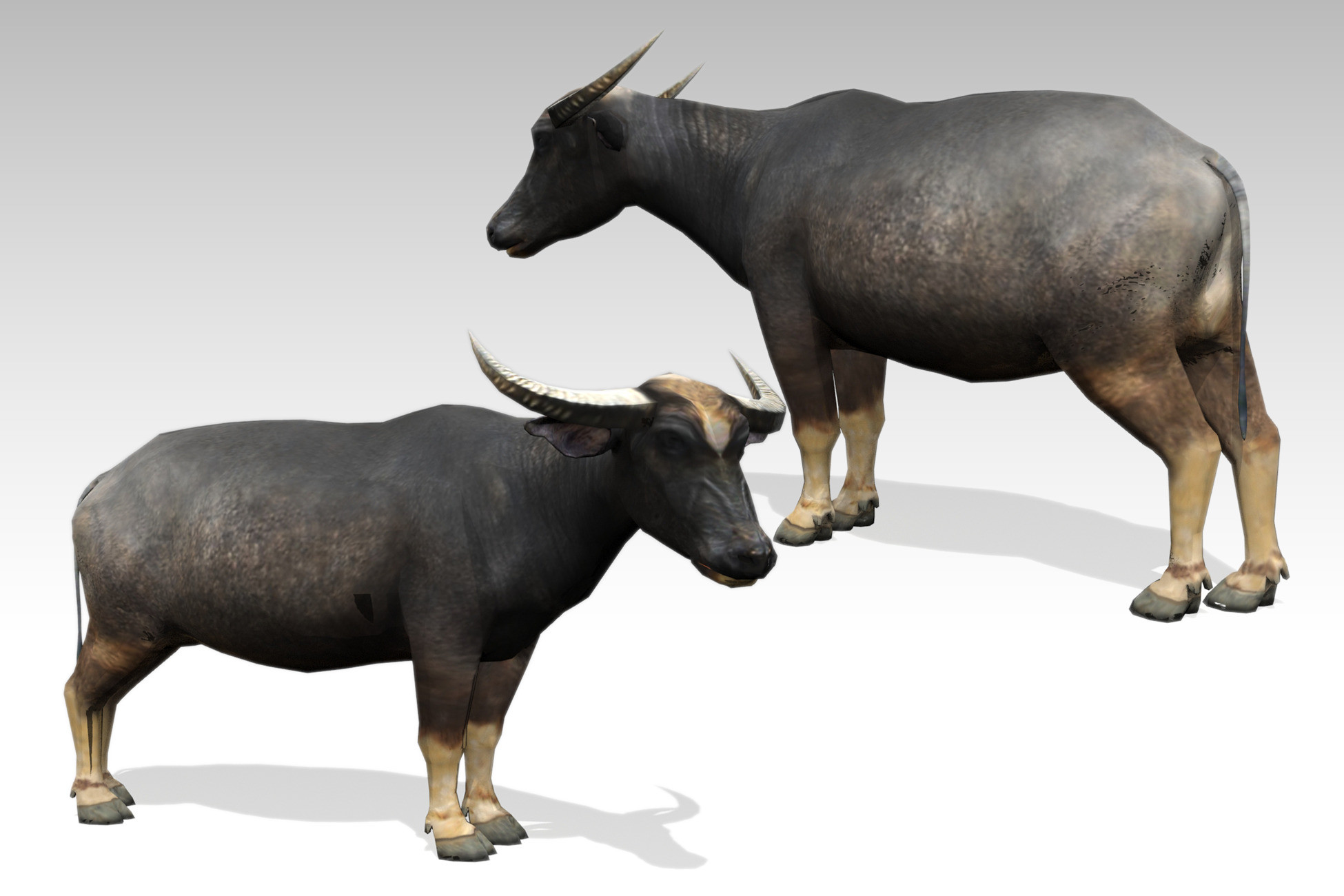 Water Buffalo Animated | Characters | Unity Asset Store