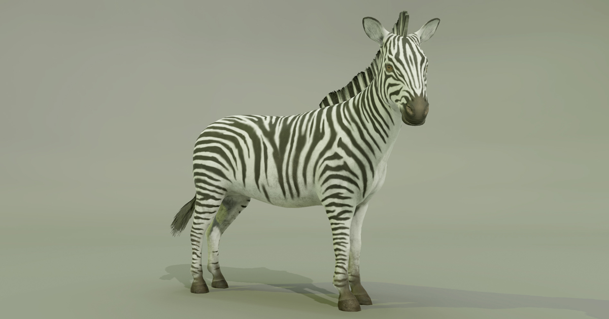 ZEBRA | Characters | Unity Asset Store