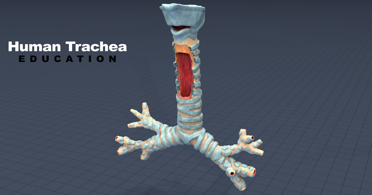 Human Trachea Education | 3D Characters | Unity Asset Store