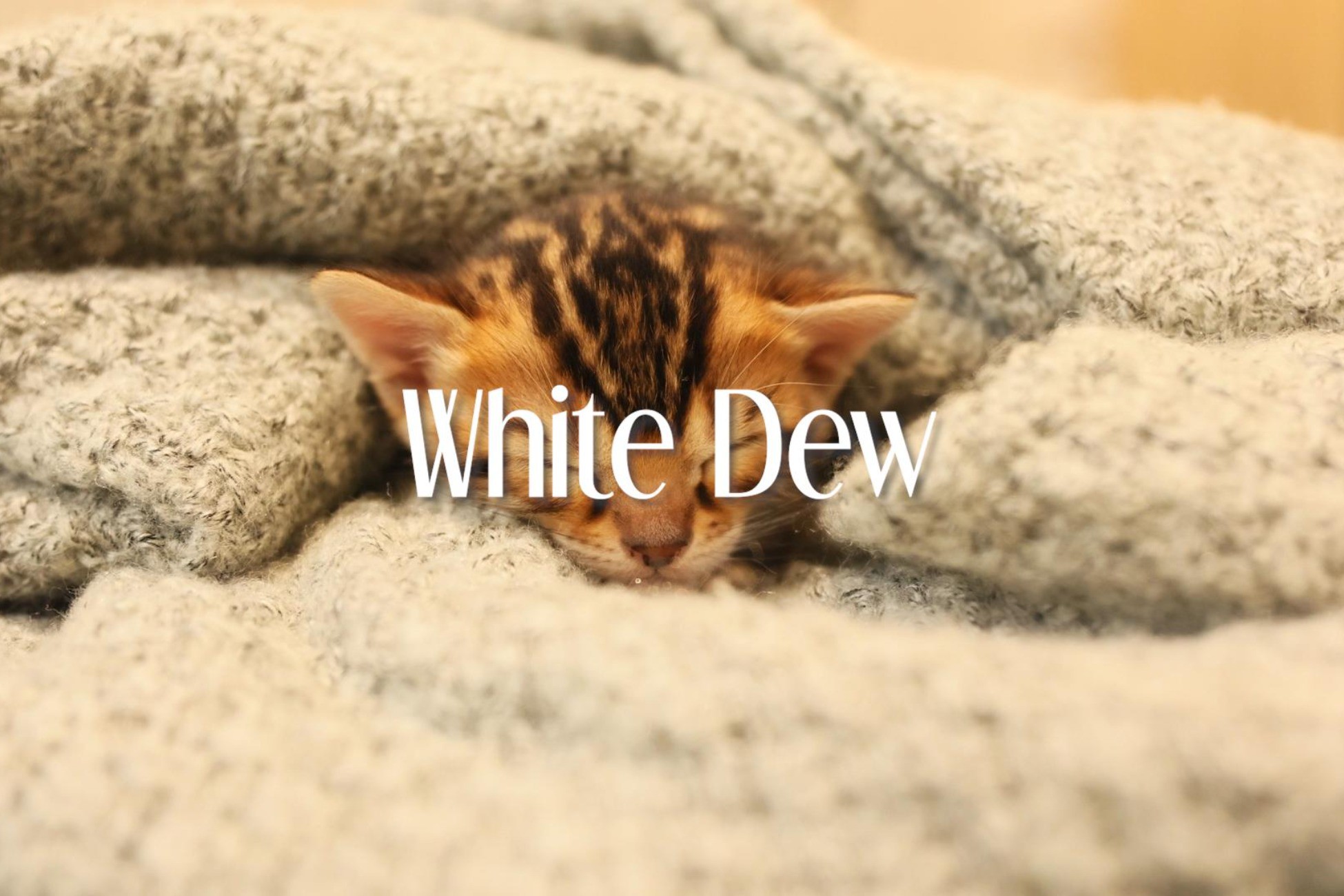White Dew / Soundtrak | 음향 음악 | Unity Asset Store