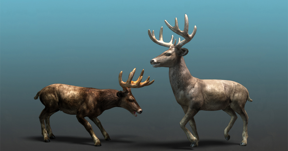 Forest Animal - Deer Stag (Buck) | Characters | Unity Asset Store
