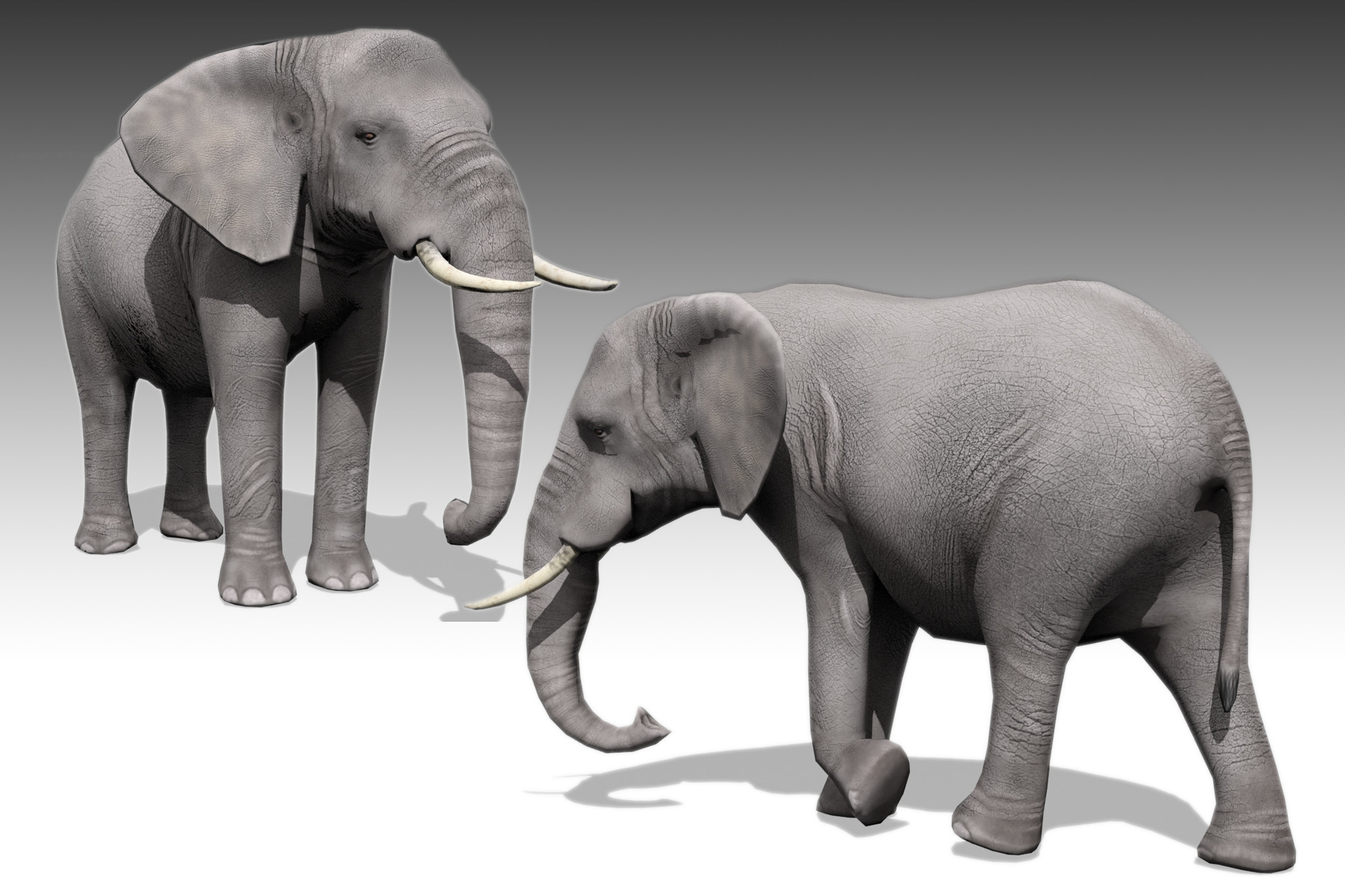 African Elephant Animated | Characters | Unity Asset Store