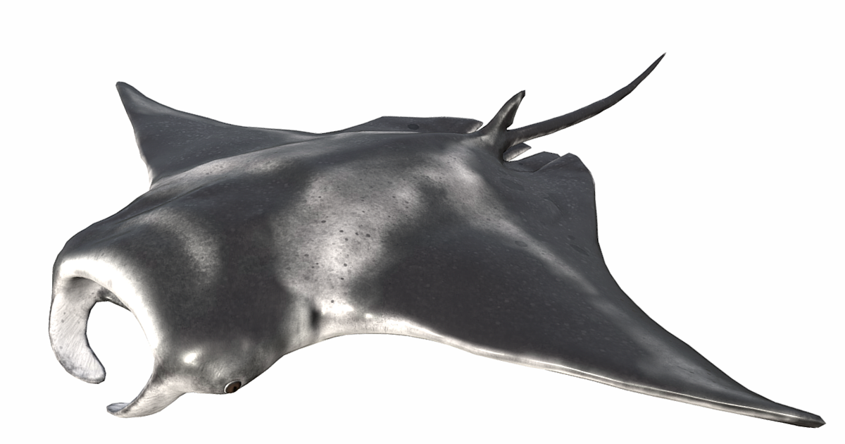Manta Ray (Devilfish) | Characters | Unity Asset Store