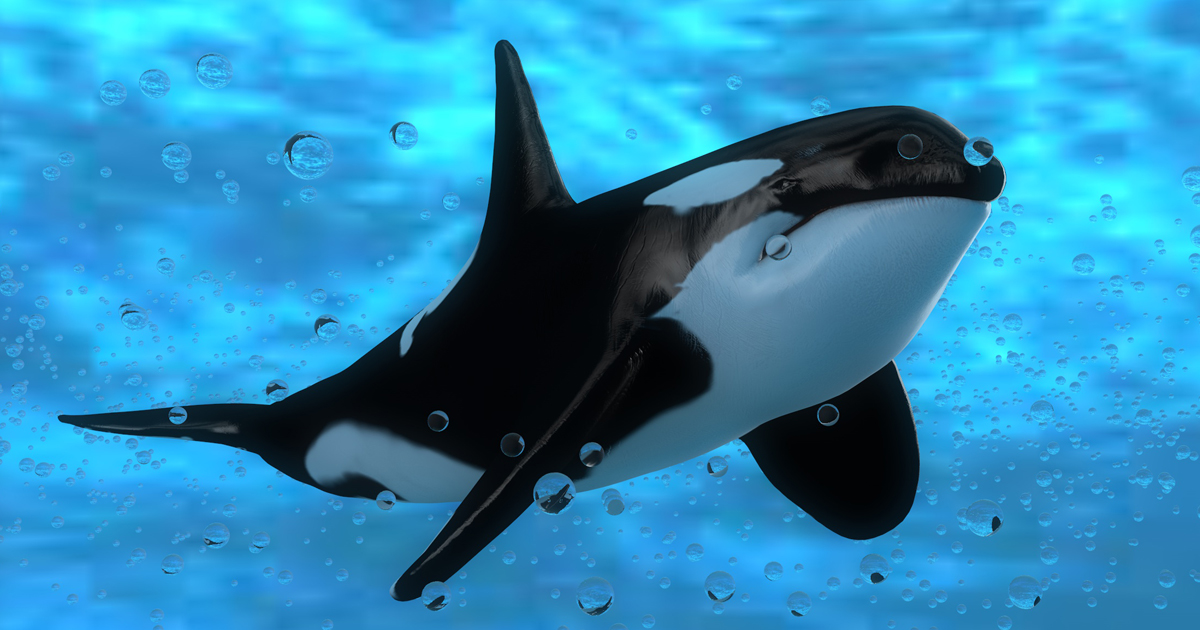 Killer_Whale_Model | Characters | Unity Asset Store