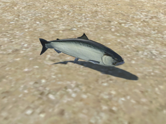 Freshwater fish complete pack