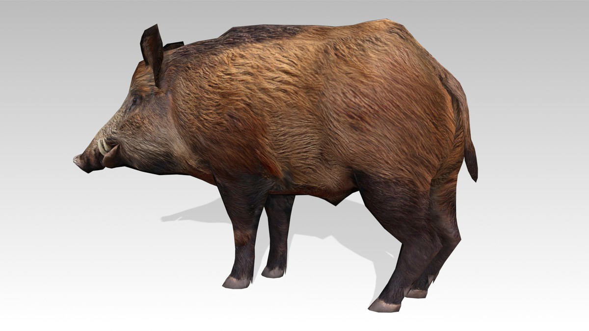 Wild boar Animated