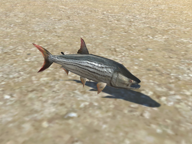 Freshwater fish complete pack