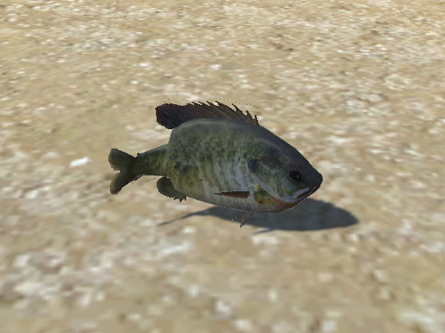 Freshwater fish complete pack