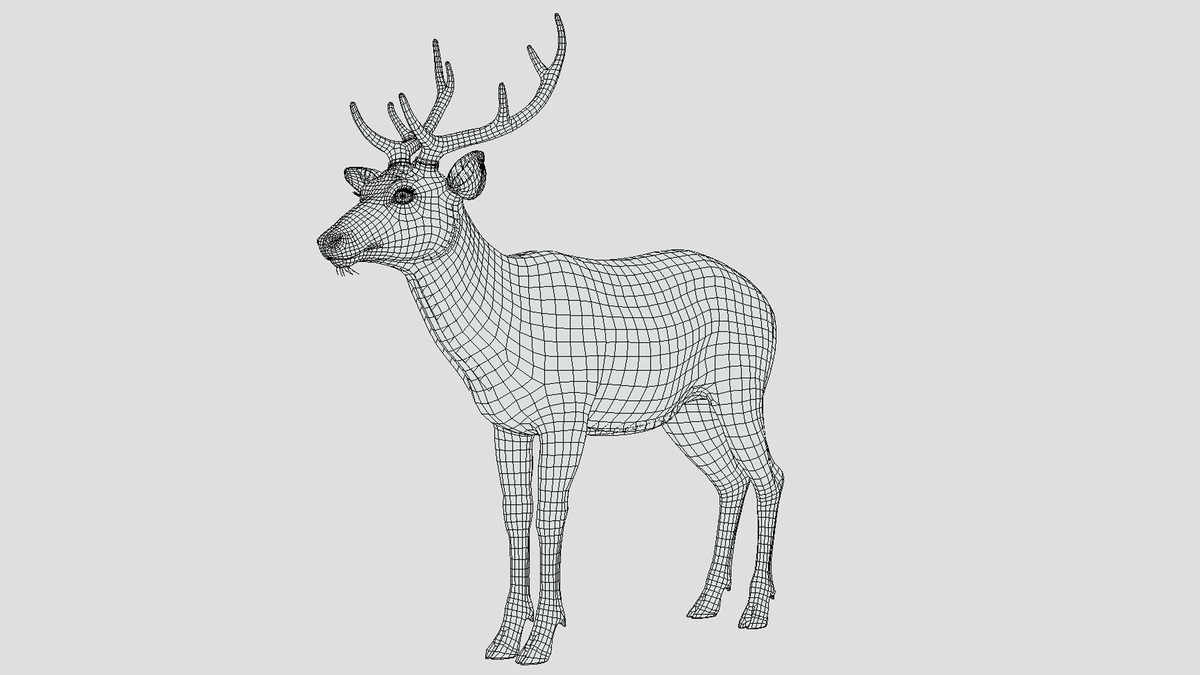Deer - Stag