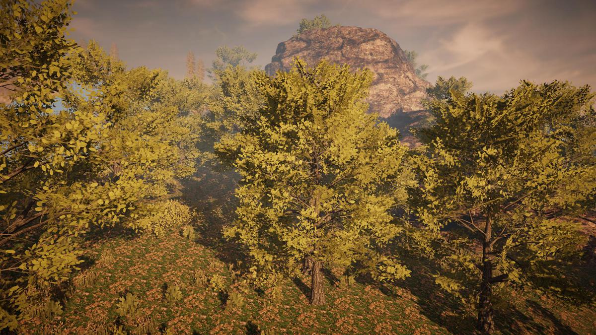 Big Tree Bundle