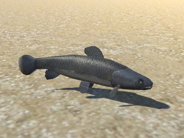 Freshwater fish complete pack