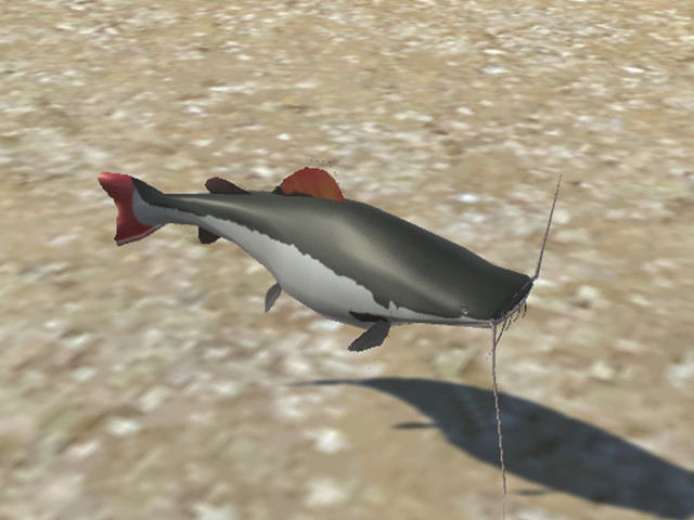 Freshwater fish complete pack