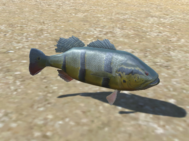 Freshwater fish complete pack