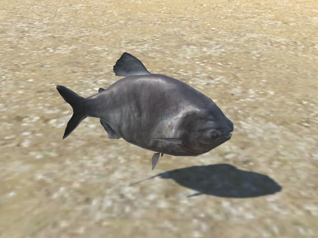 Freshwater fish complete pack