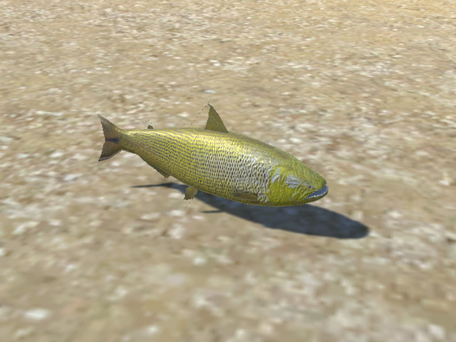 Freshwater fish complete pack