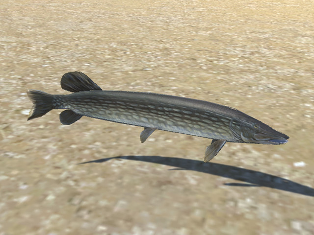 Freshwater fish complete pack