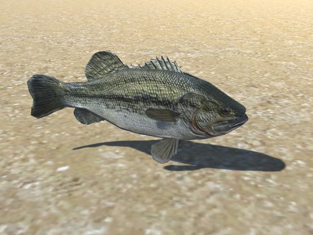 Freshwater fish complete pack