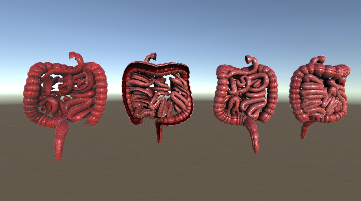 Human Intestines 3d