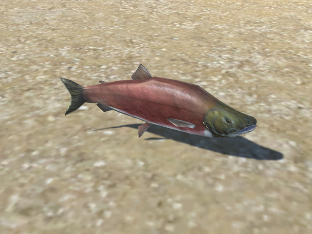 Freshwater fish complete pack