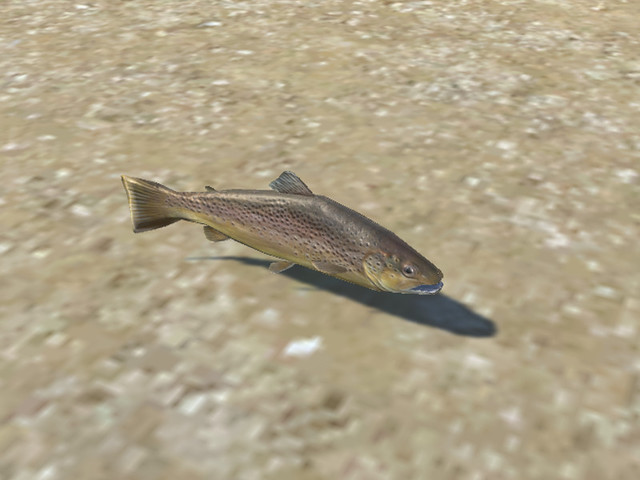 Freshwater fish complete pack