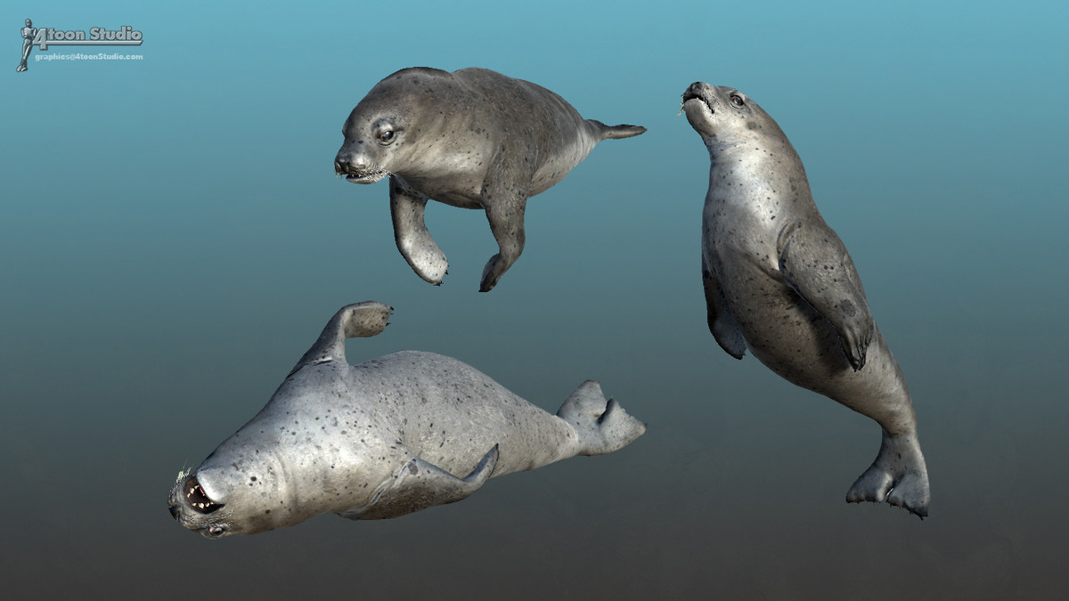 Arctic Animal Seal (Full Version)