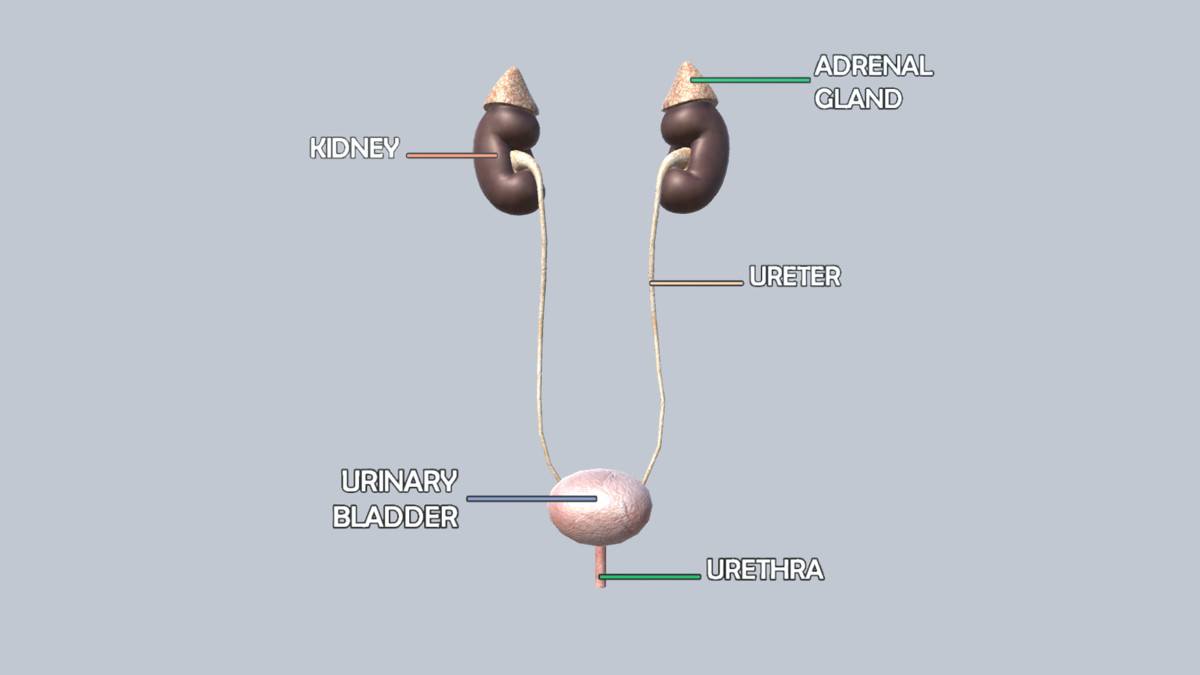 Animated Urinary System AR VR - AssetsDeals.pro