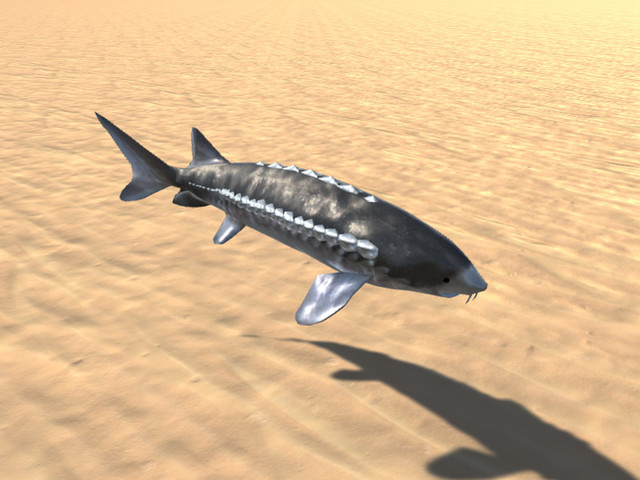 Freshwater fish complete pack